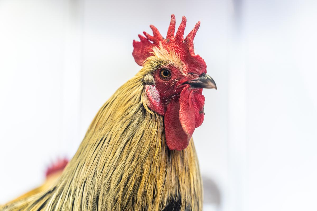 Museo del Gallo "Museos Vivos" | Turismo montaña de Riaño