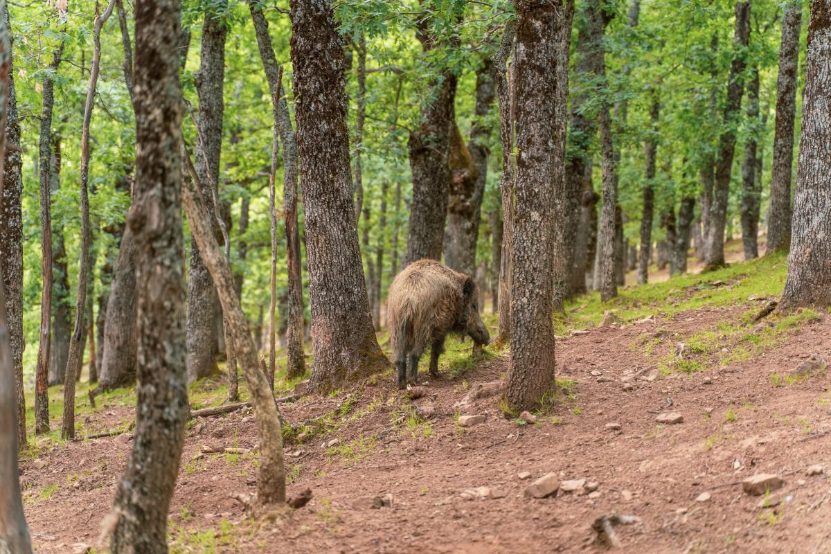 Museo de la Fauna Salvaje | Turismo montaña de Riaño